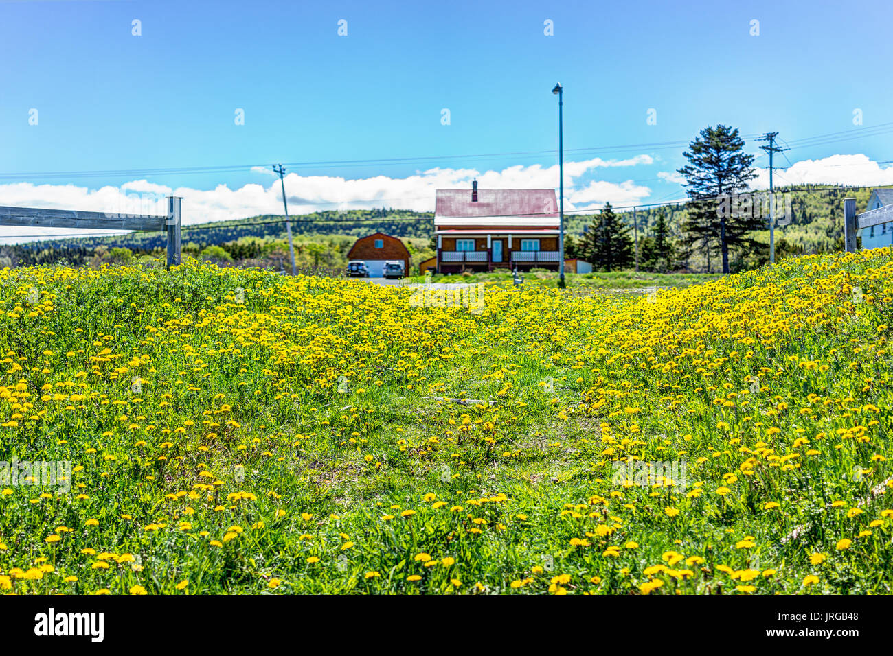 Field of yellow dandelion flowers by red beach house, road and cars ...