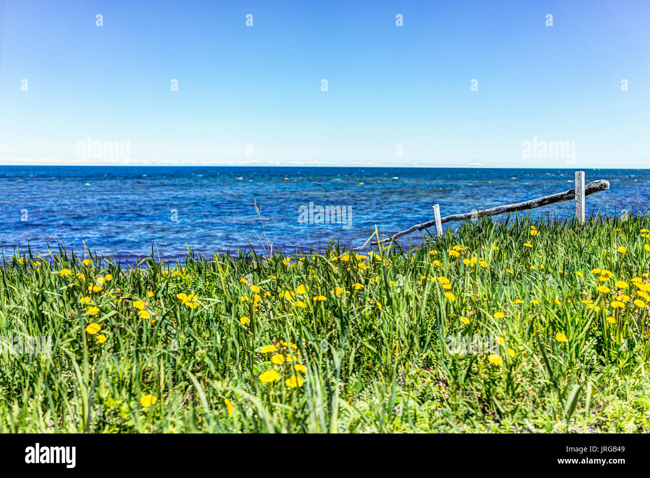 Field of yellow dandelion flowers by wooden fence along Saint Lawrence ...