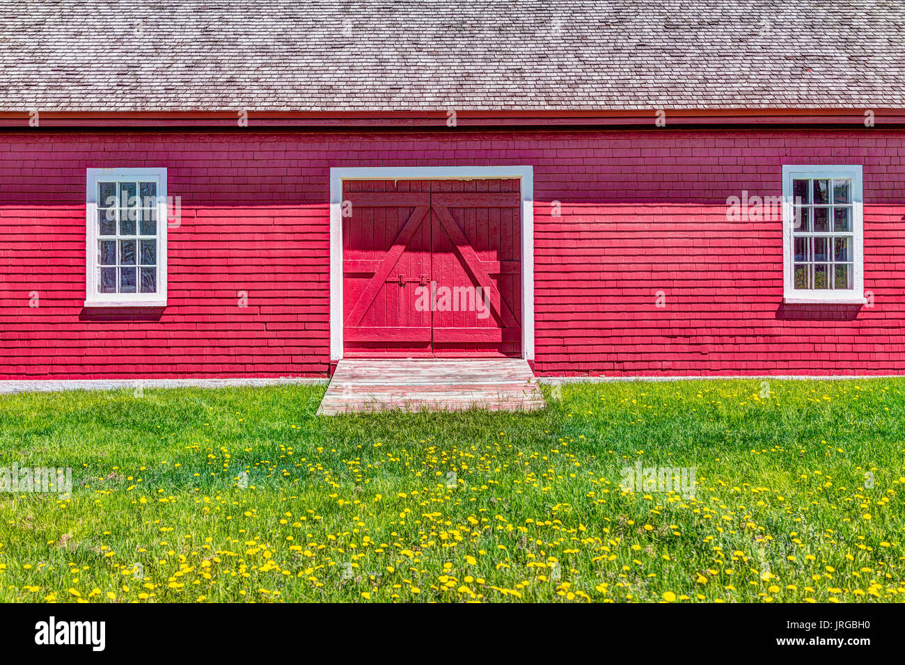 Red painted bright vintage shed with yellow dandelion flowers in summer ...
