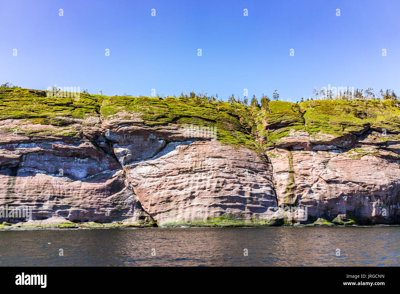 Flock of gannet birds perched and flying by Bonaventure island cliff in ...