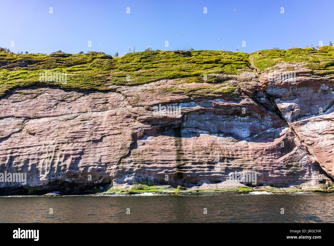 Flock of gannet birds perched and flying by Bonaventure island cliff in ...