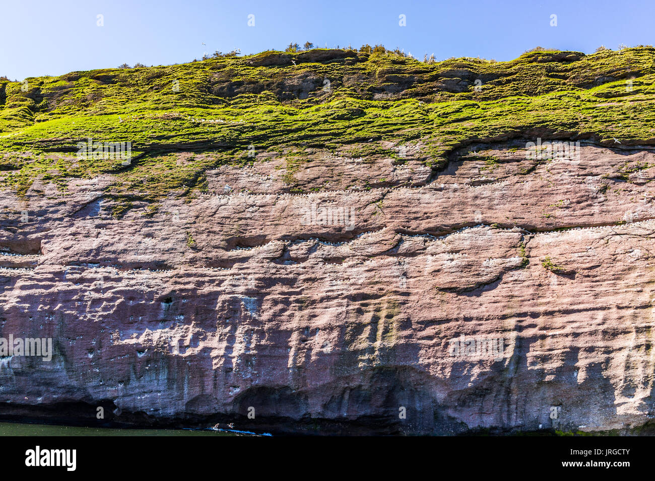 Flock of gannet birds perched and flying by Bonaventure island cliff in ...