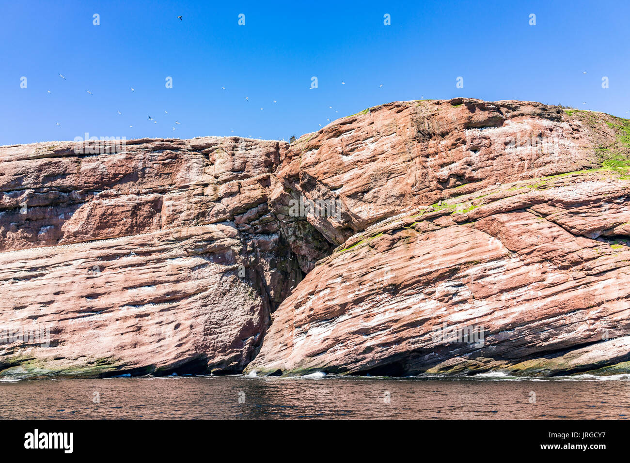 Flock of gannet birds perched and flying by Bonaventure island cliff in ...