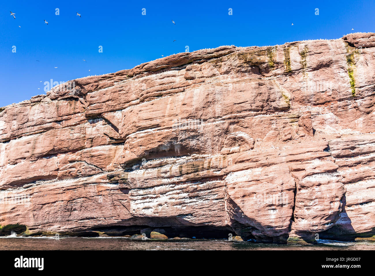 Flock of gannet birds perched and flying by Bonaventure island cliff in ...