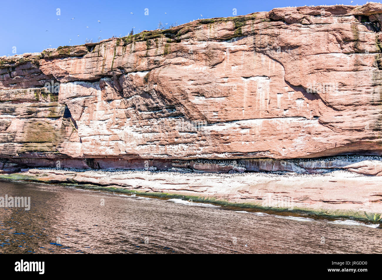 Flock of gannet birds perched and flying by Bonaventure island cliff in ...