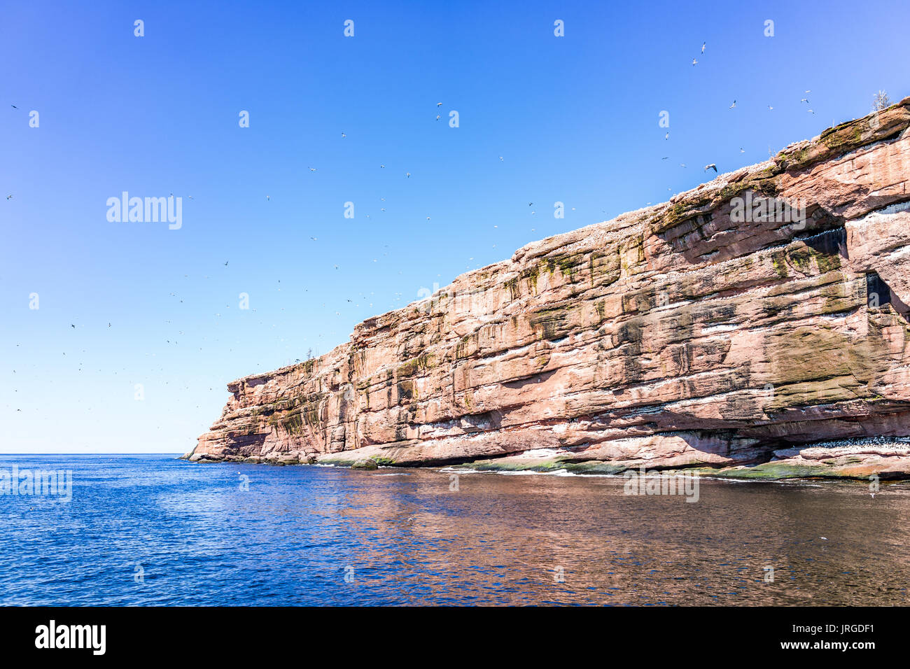 Flock of gannet birds perched and flying by Bonaventure island cliff in ...