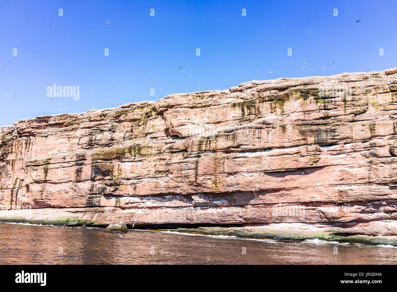 Bonaventure island bird sanctuary hi-res stock photography and images ...