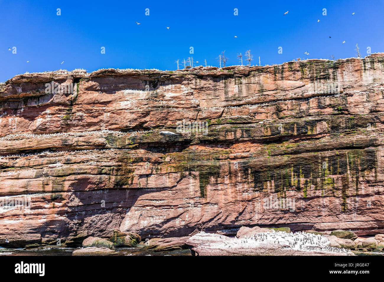 Bonaventure island bird sanctuary hi-res stock photography and images ...
