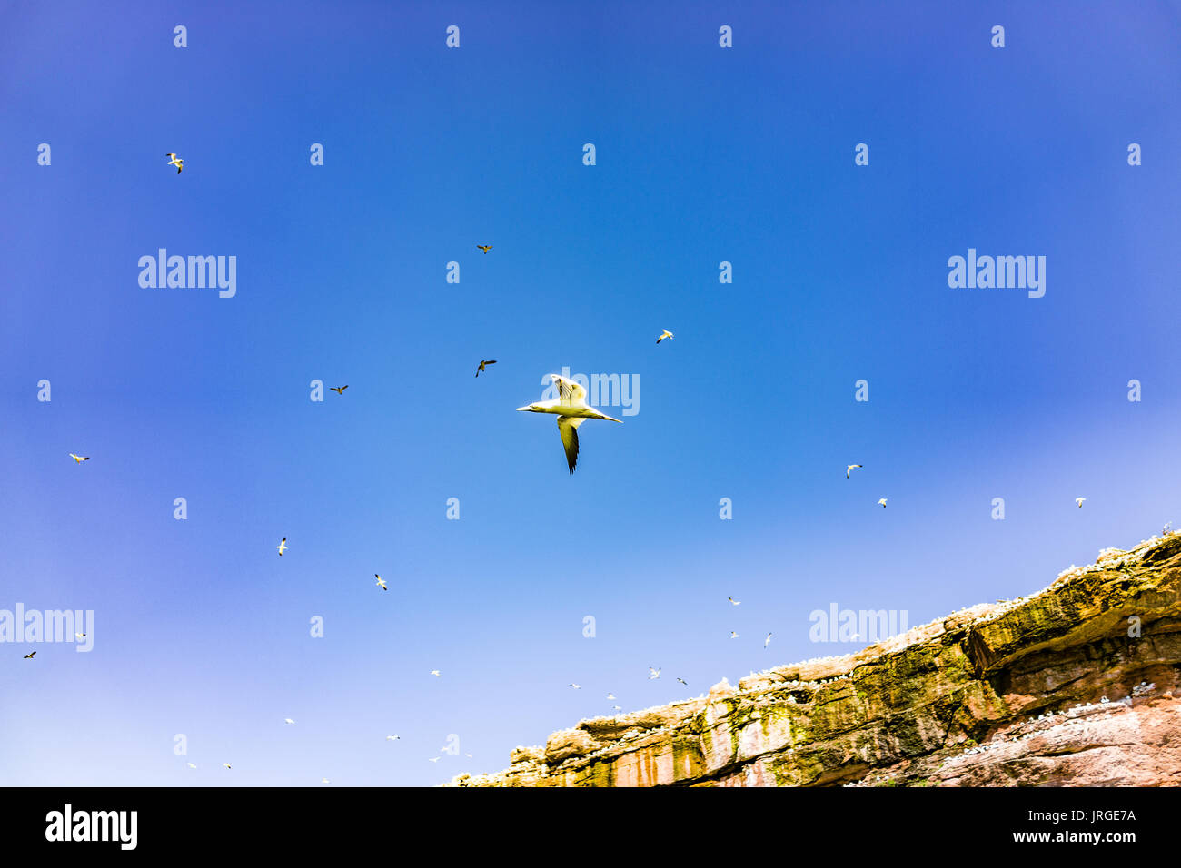 Bonaventure island birds hi-res stock photography and images - Alamy