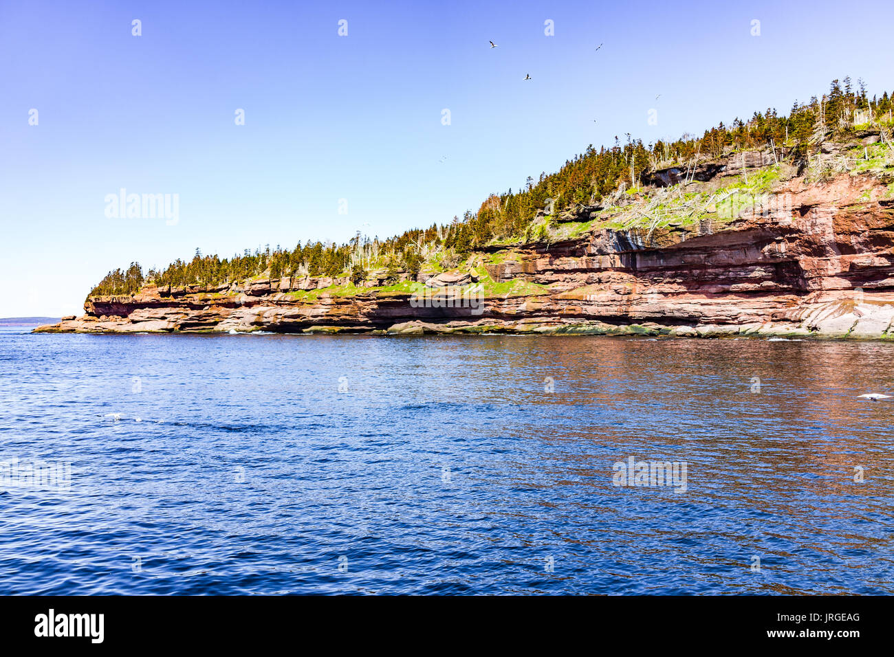 Bonaventure Island Bird Sanctuary High Resolution Stock Photography and ...