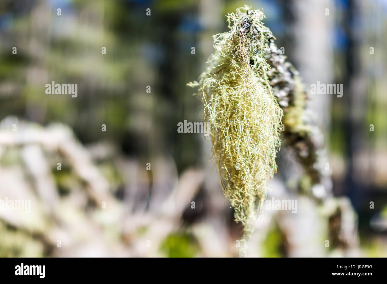 Hanging lichen hi-res stock photography and images - Alamy