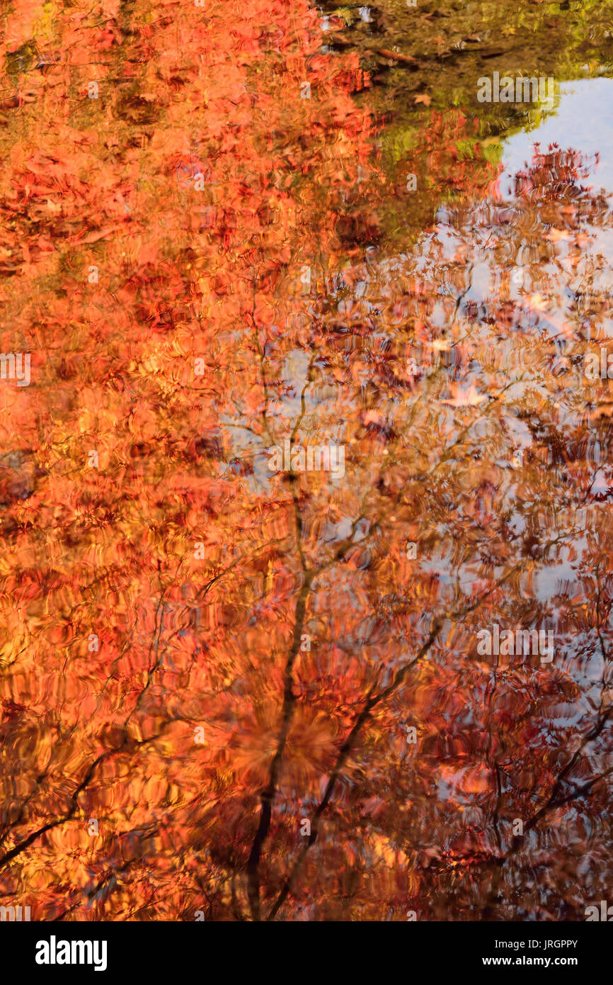 Reflection on Shining Maple leaves on Pond water Stock Photo - Alamy