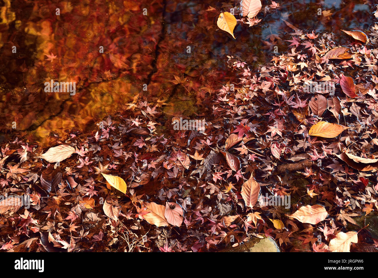 Reflection on shining maple hi-res stock photography and images - Alamy
