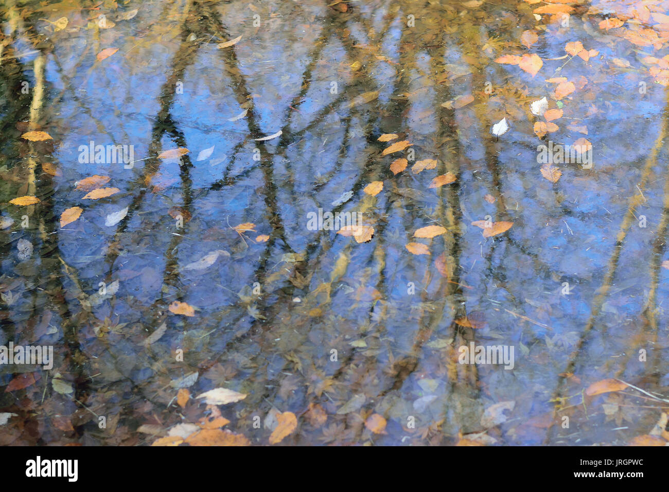 Reflection on Shining Maple leaves on Pond water Stock Photo - Alamy