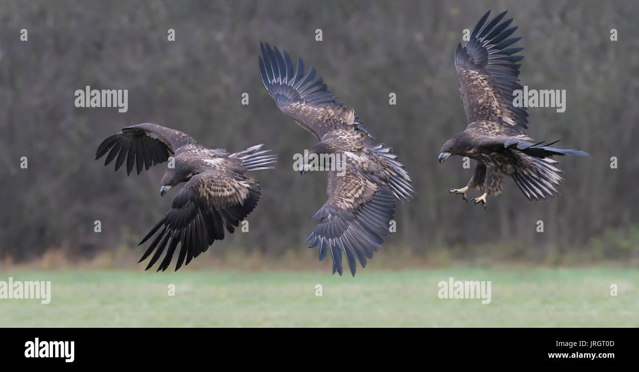 White-tailed Sea Eagle in flight sequence just before landing wth the ...