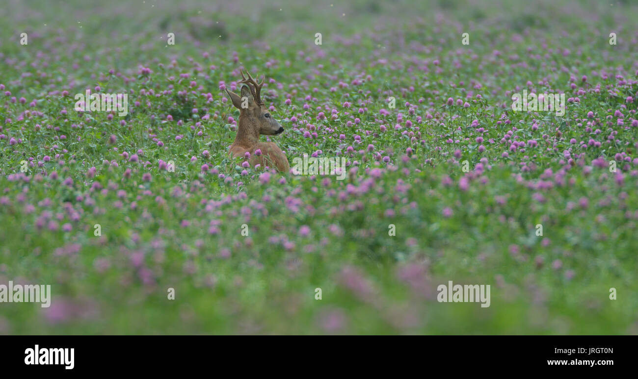 Roe Deer buck in a field full of blooming clover Stock Photo - Alamy