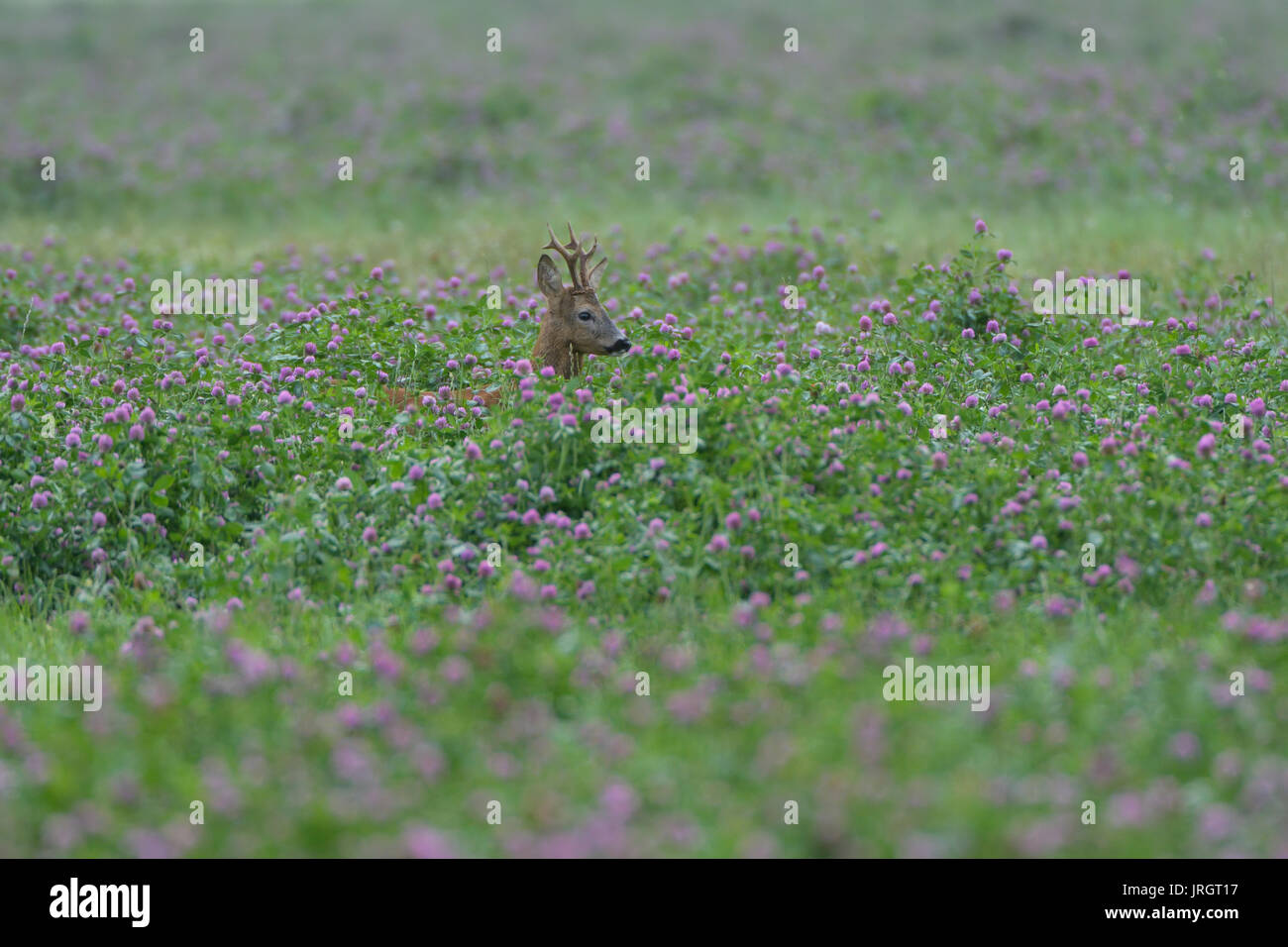 Roe Deer buck in a field full of blooming clover Stock Photo - Alamy