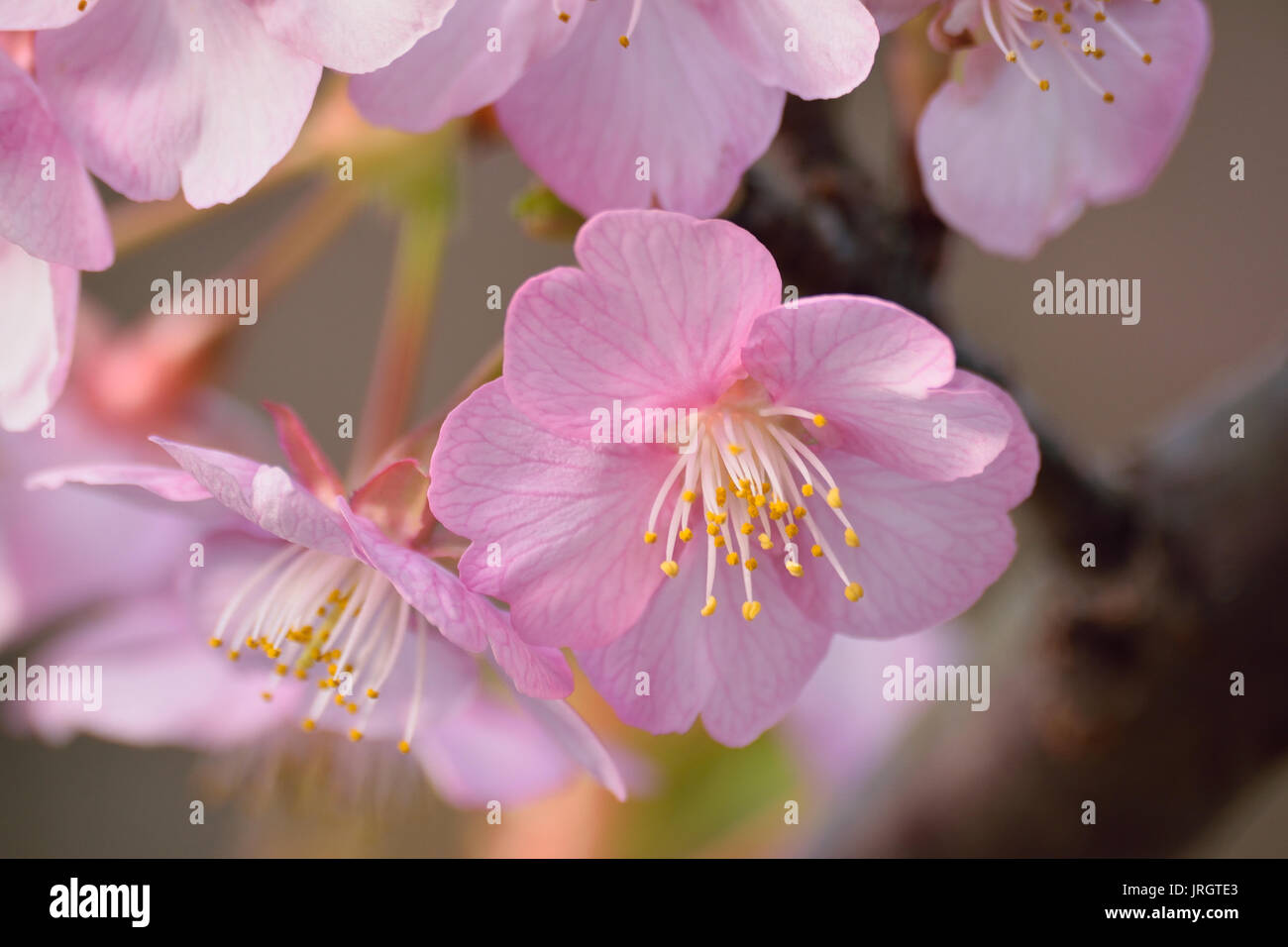 Macro texture of Japanese Pink Cherry Blossoms Stock Photo - Alamy