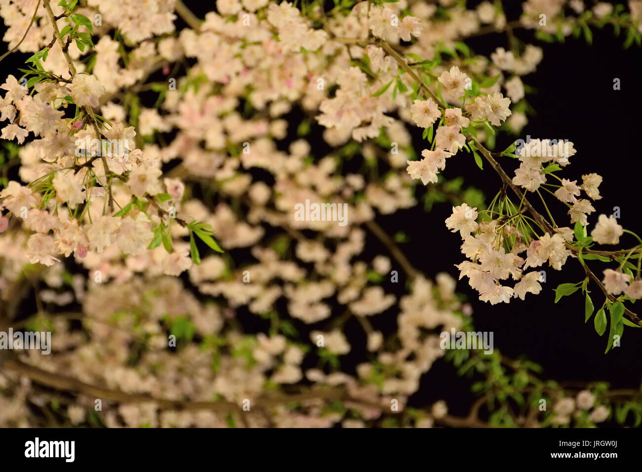 Night Landscape of Tokyo, Japan during spring Cherry blossom festival ...