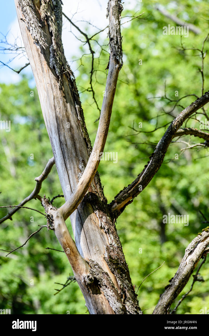 old dry large tree against blue sky with branches wide spread Stock ...