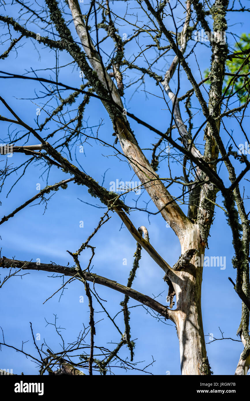 old dry large tree against blue sky with branches wide spread Stock ...