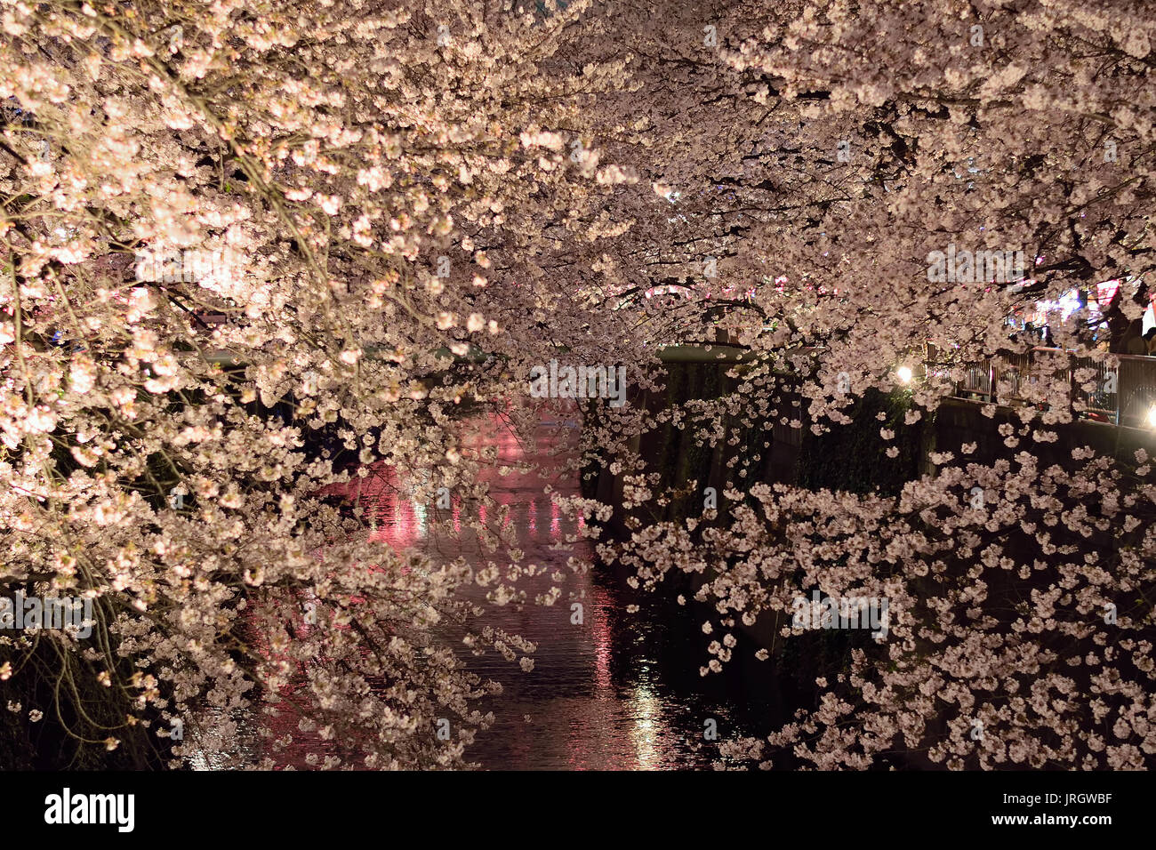 Night Landscape of Tokyo, Japan during spring Cherry blossom festival ...