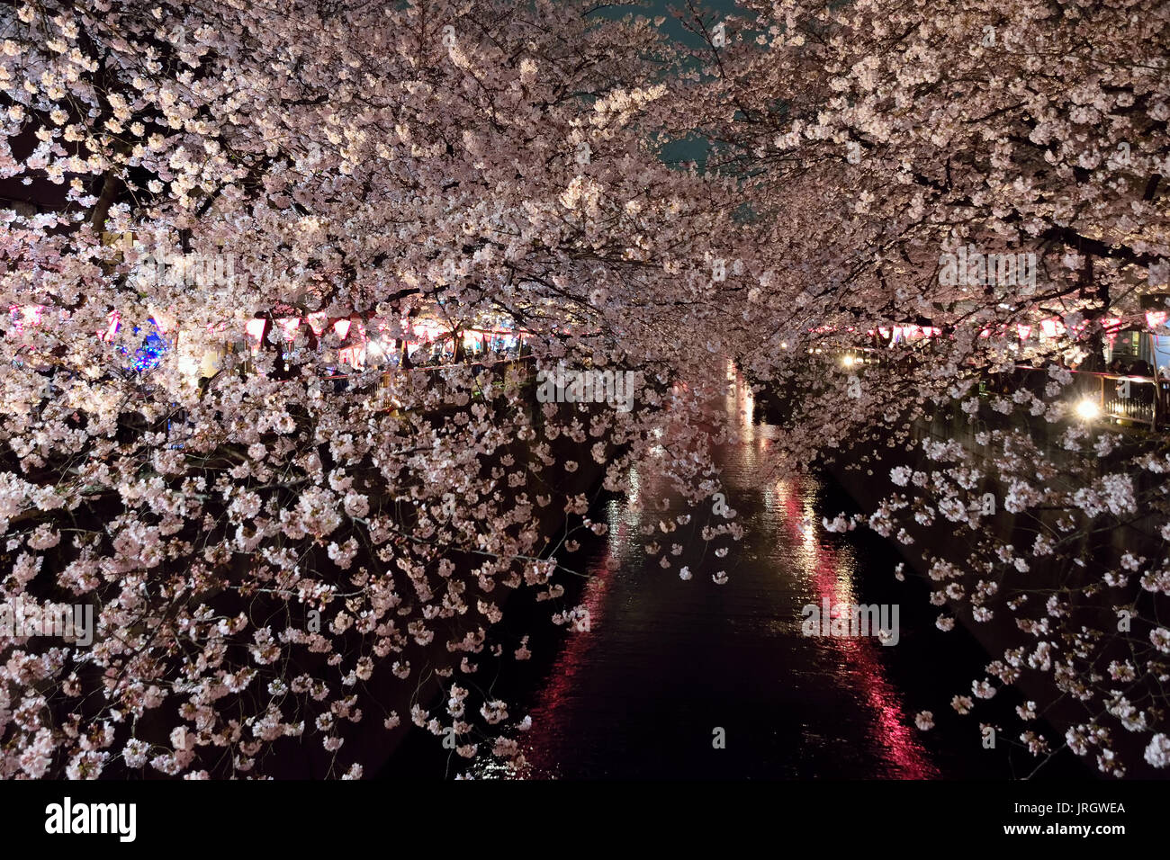 Night Landscape of Tokyo, Japan during spring Cherry blossom festival ...