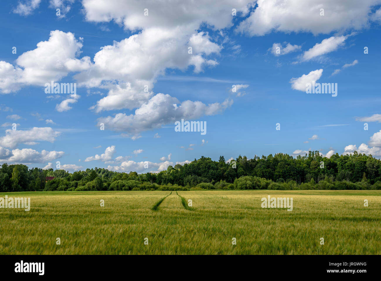 Summer Landscape with Wheat Field and Clouds in latvia Stock Photo - Alamy
