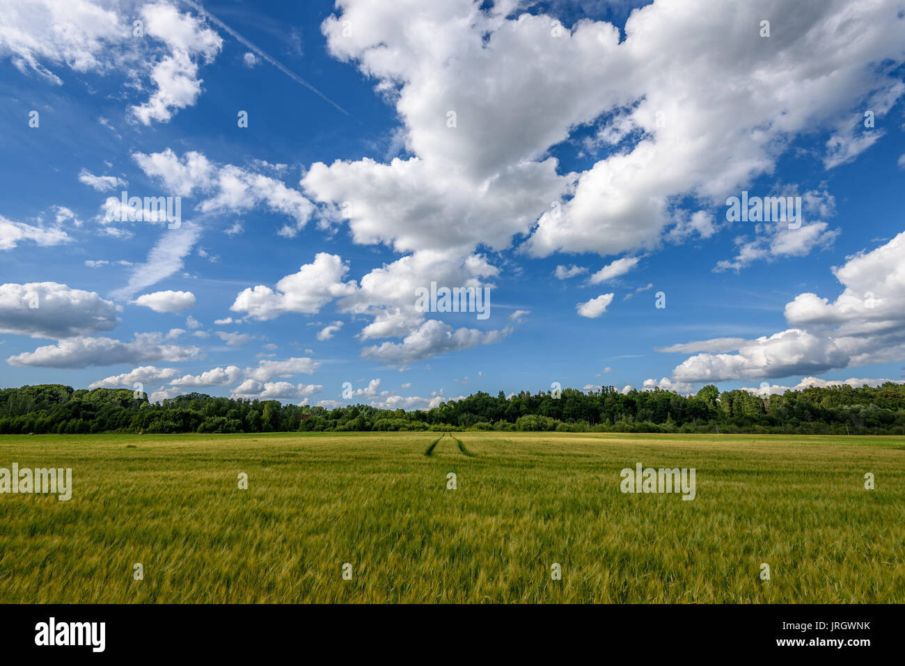 Summer Landscape with Wheat Field and Clouds in latvia Stock Photo - Alamy
