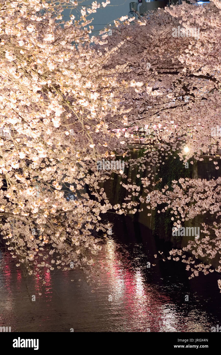 Night Landscape of Tokyo, Japan during spring Cherry blossom festival ...