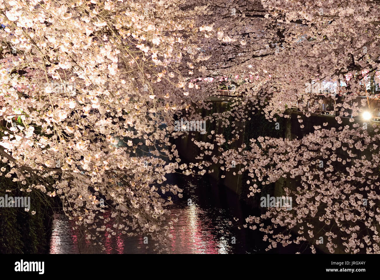 Night Landscape of Tokyo, Japan during spring Cherry blossom festival ...
