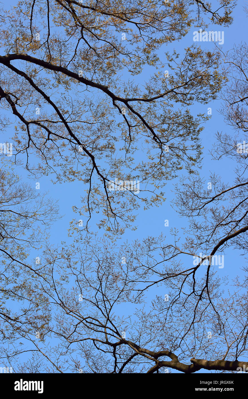 Nature background of bare winter leafless tree Stock Photo - Alamy