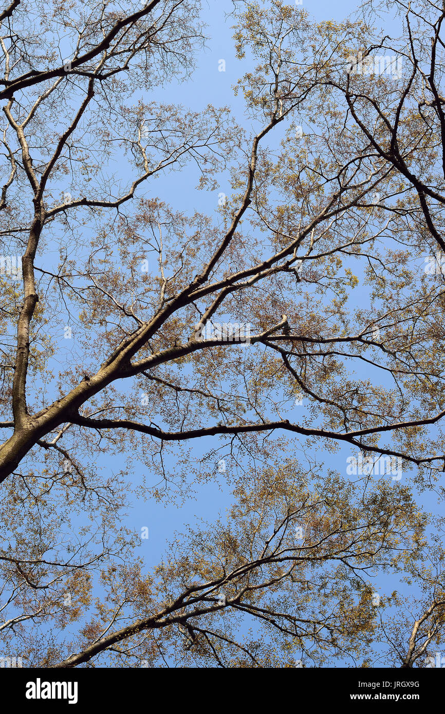 Nature background of bare winter leafless tree Stock Photo - Alamy