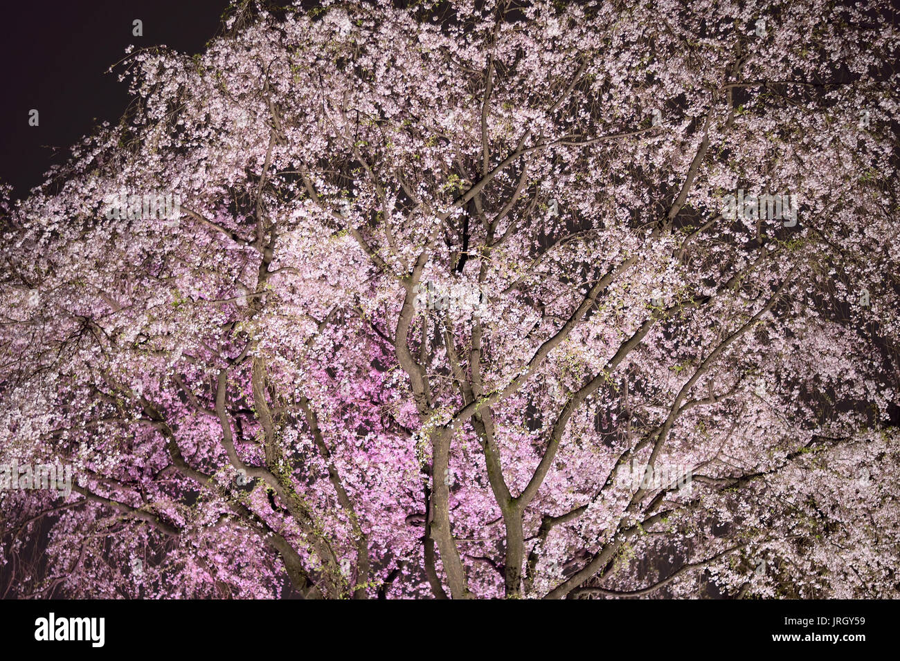 Night Landscape of Tokyo, Japan during spring Cherry blossom festival ...