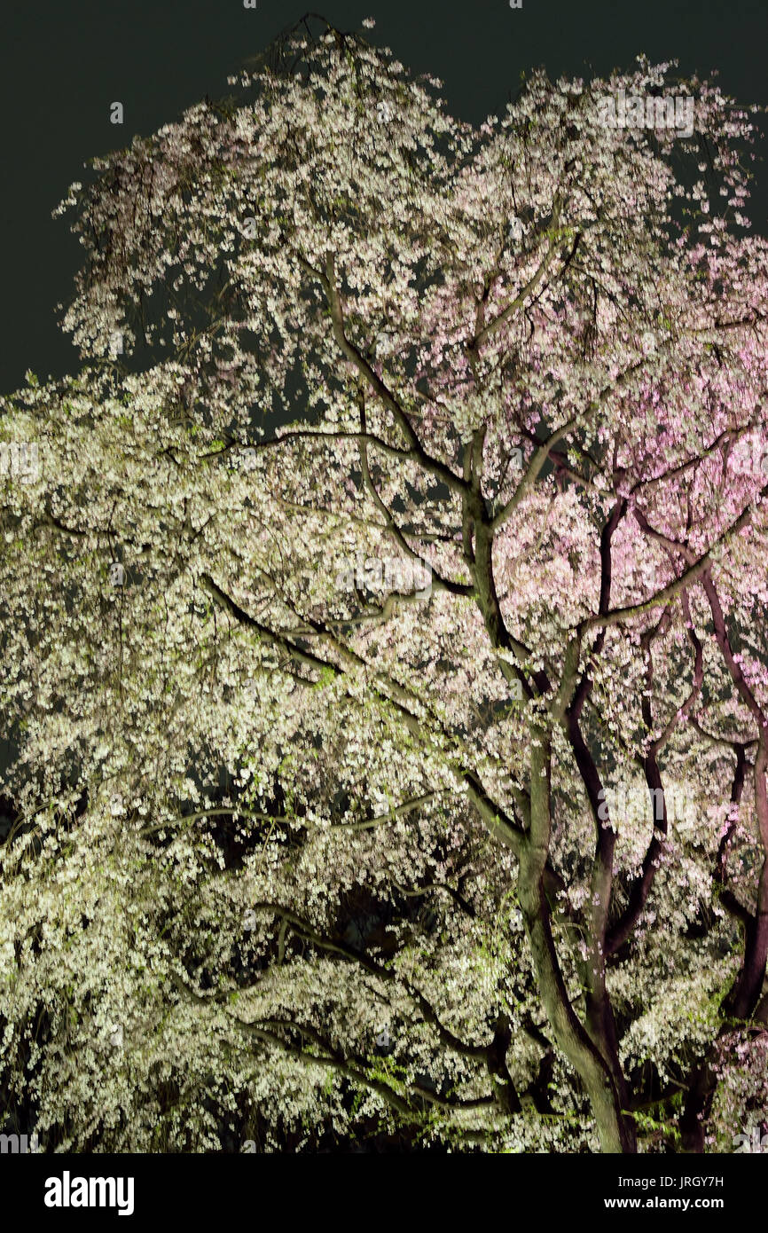 Night Landscape of Tokyo, Japan during spring Cherry blossom festival ...