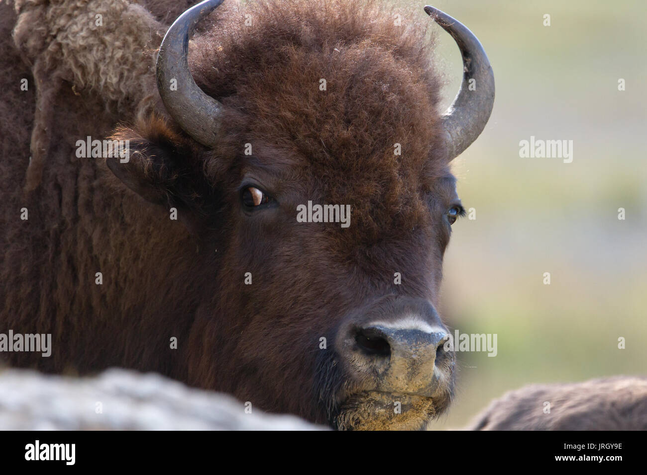 Mammals montana american bison buffalo hi-res stock photography and ...