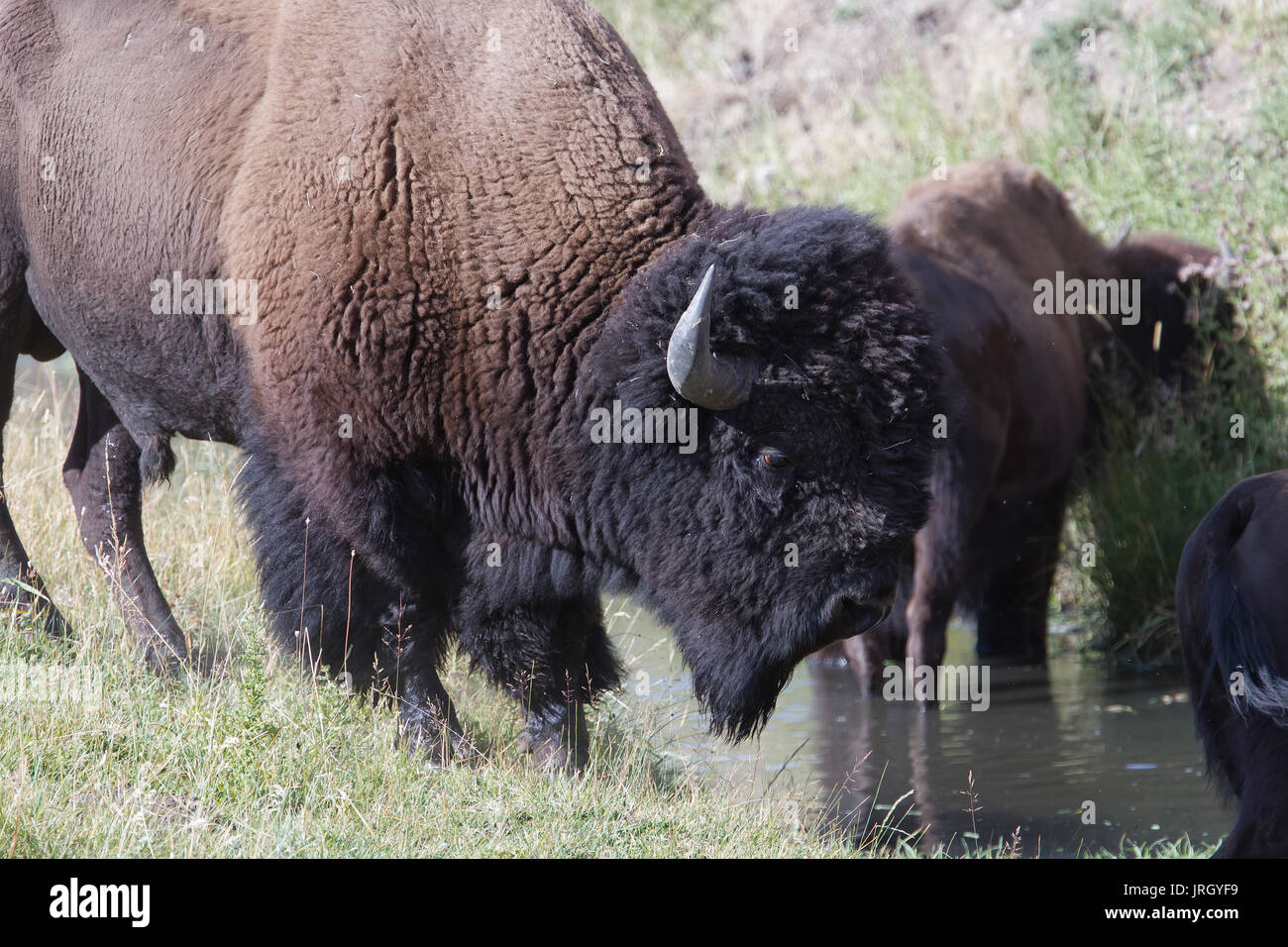 American bison bull cow plains hi-res stock photography and images - Alamy