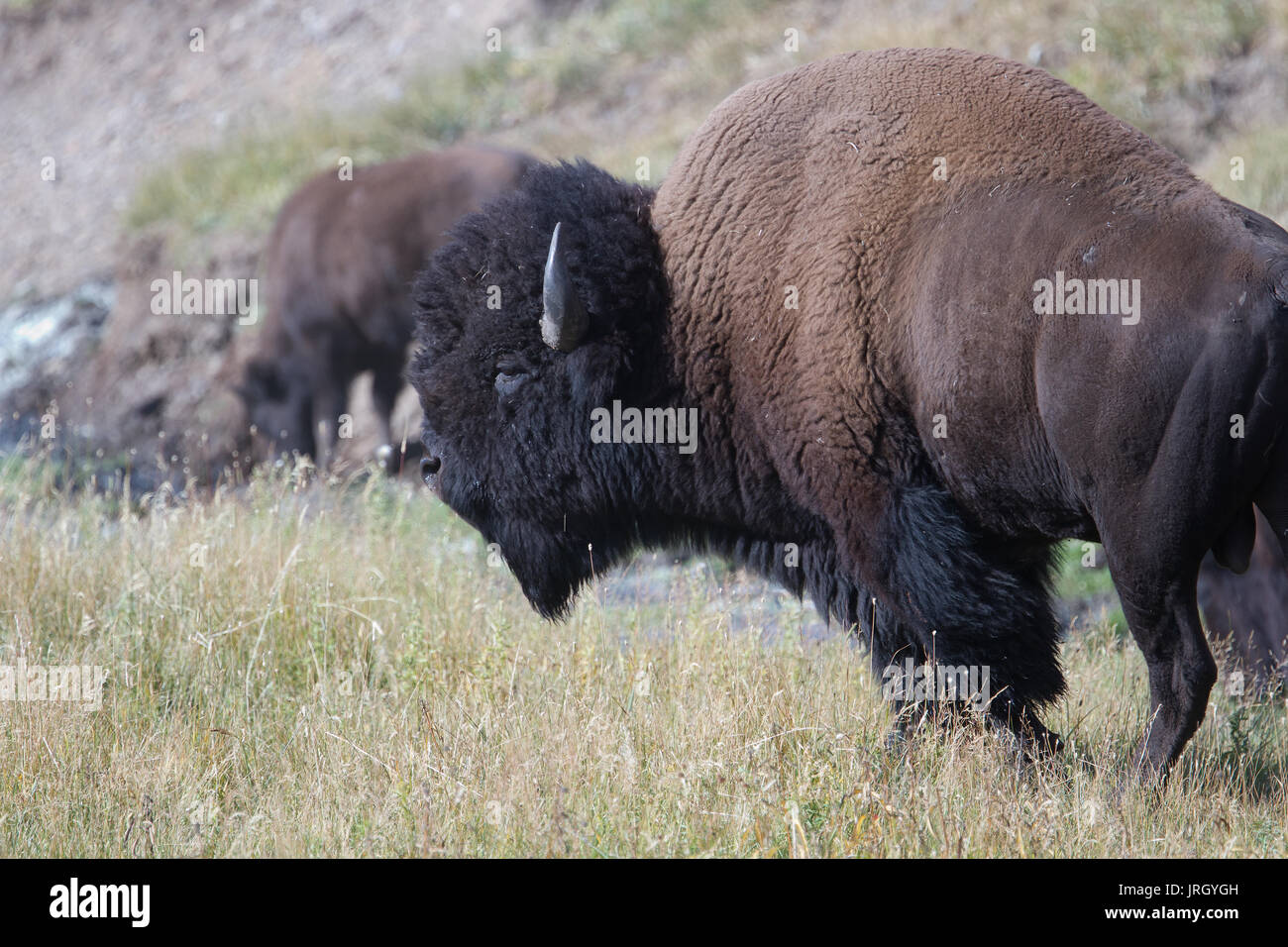 Mammals montana american bison buffalo hi-res stock photography and ...