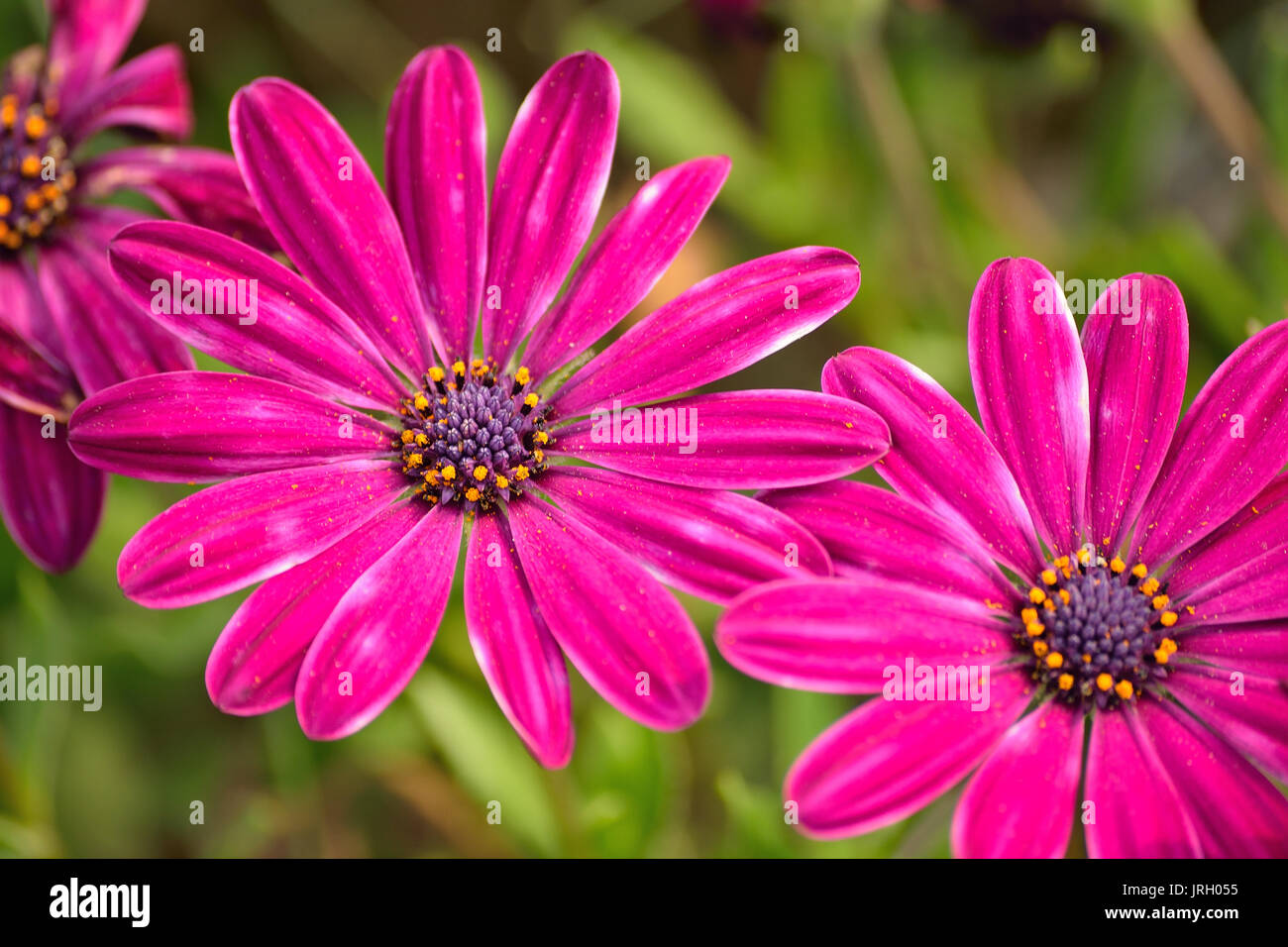 Macro texture of colorful Daisy flower petals Stock Photo - Alamy