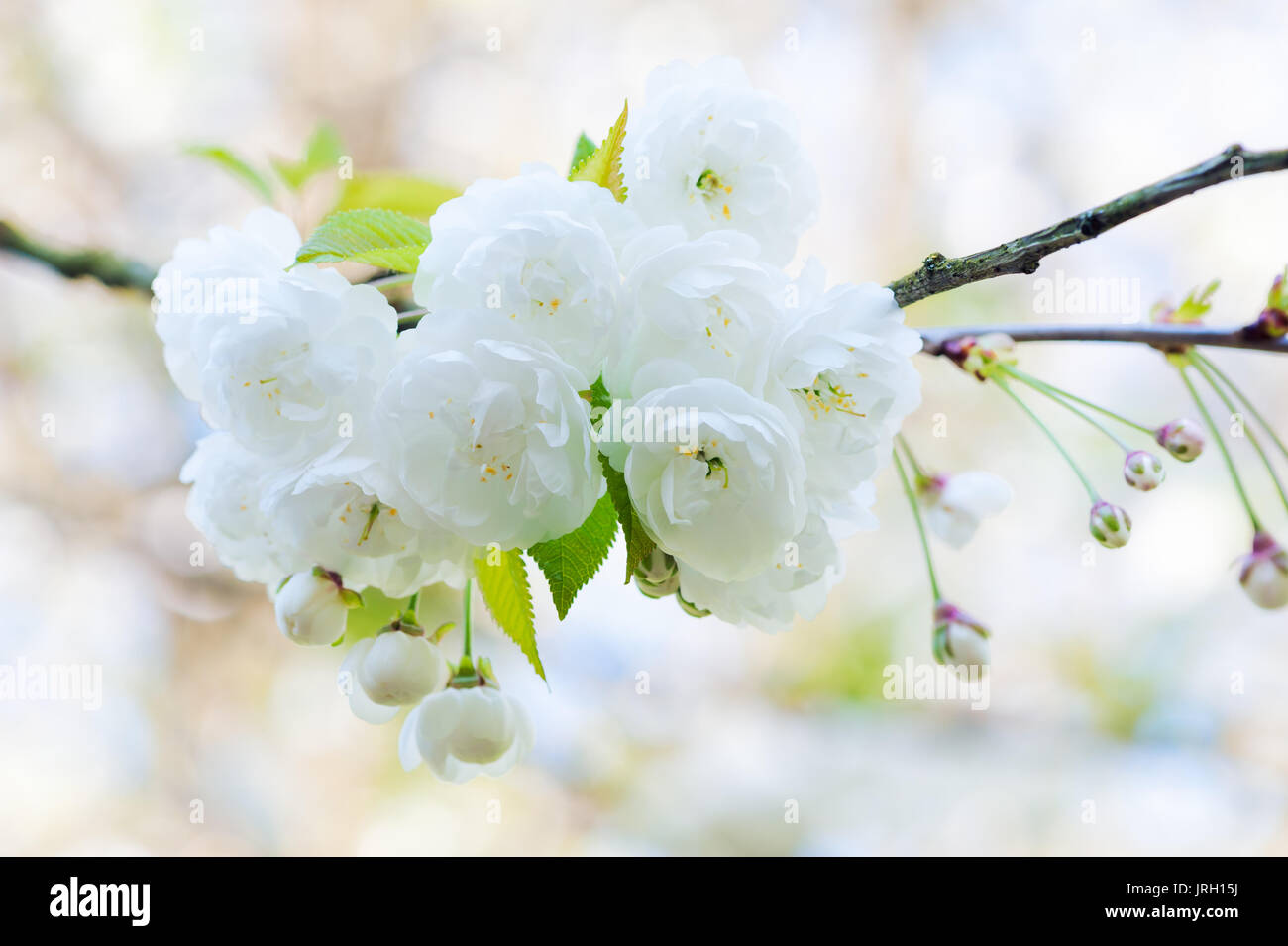 White cherry tree hi-res stock photography and images - Alamy