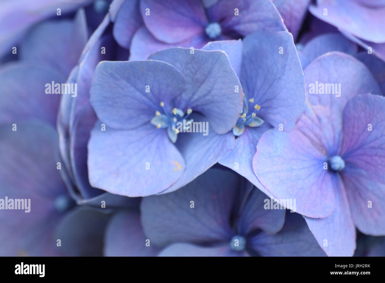 Macro details of blue hydrangea flowers in summer garden Stock Photo ...