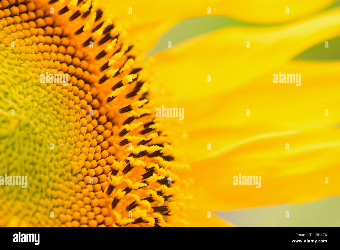 Macro texture of Sunflower details in horizontal frame Stock Photo - Alamy