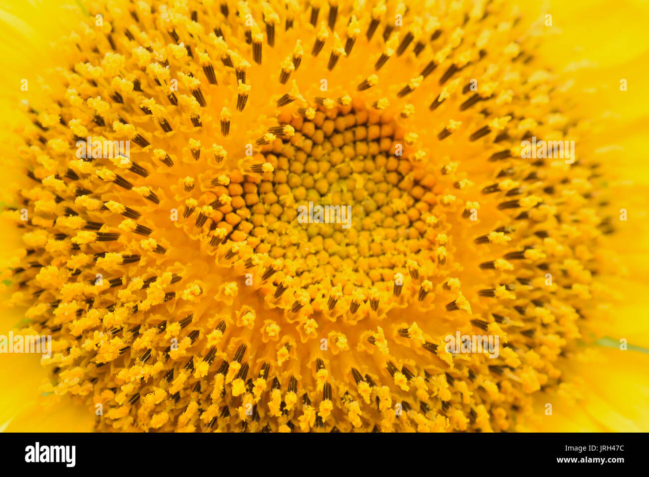 Sunflower texture hi-res stock photography and images - Alamy