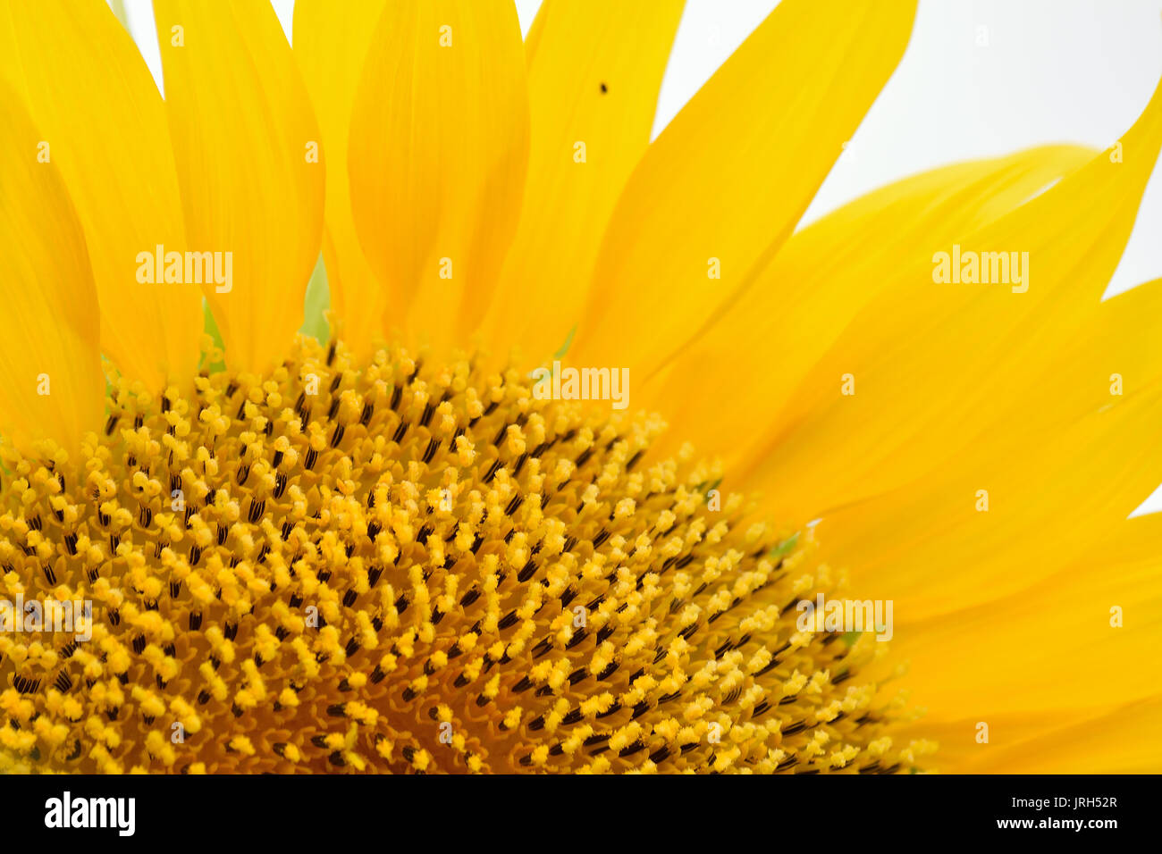 Macro texture of Sunflower details in horizontal frame Stock Photo - Alamy