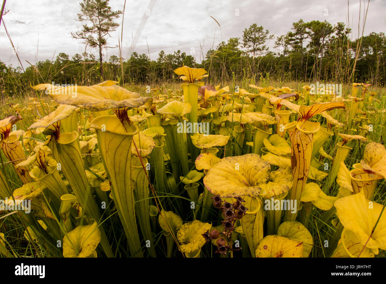 Trumpet pitcher plants hi-res stock photography and images - Alamy