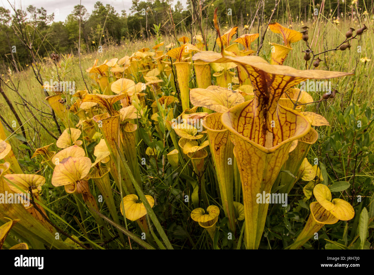 The yellow pitcher plant (Sarracenia flava) is one of the unique and ...