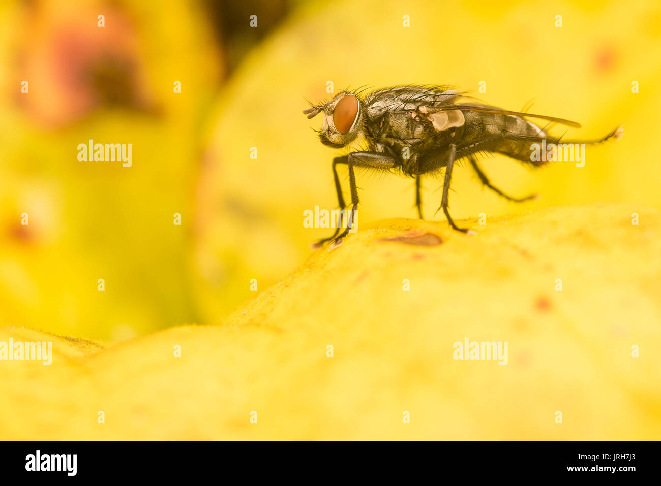Sarcophaga sarraceniae hi-res stock photography and images - Alamy