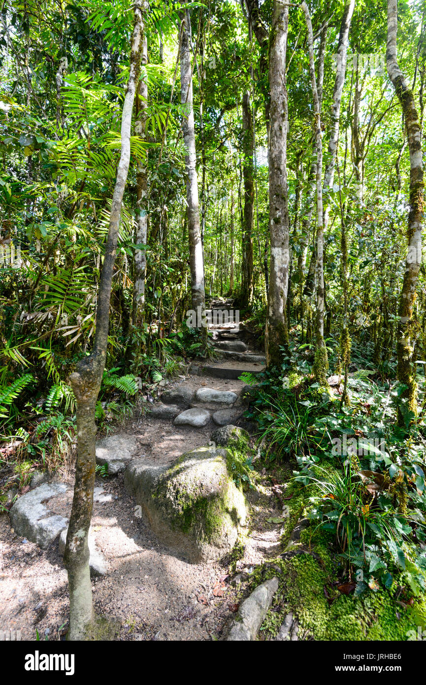 Walking trail winding through tall trees in the rainforest at Mossman ...