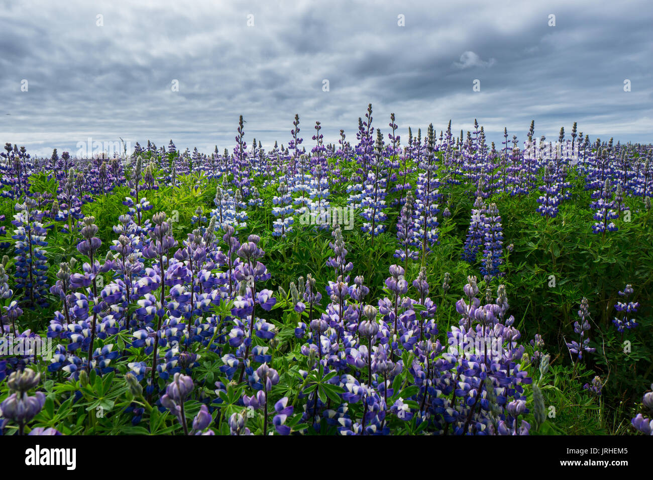 Iceland - Endless purple flower field Stock Photo - Alamy