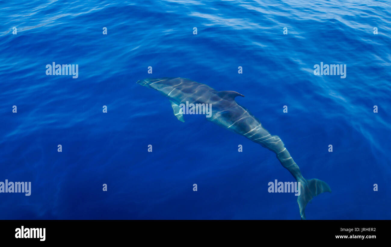 Flipper the dolphin hi-res stock photography and images - Alamy